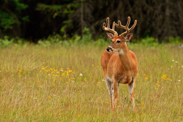 Michel Bury - PHOTOGRAPHIE DE NATURE PHOTOGRAPHY: Chevreuil mâle dans ...
