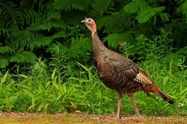 Michel Bury - PHOTOGRAPHIE DE NATURE PHOTOGRAPHY: Dindon sauvage mâle