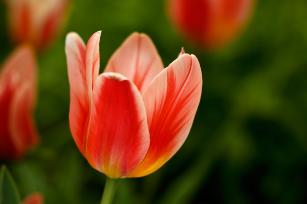 Michel Bury - PHOTOGRAPHIE DE NATURE PHOTOGRAPHY: Tulipe rouge et blanche
